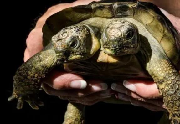 The Japanese mutant double-headed turtle attracts attention!Is it ...