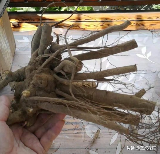 Bare-rooted peony is planted in this way, the roots will not rot soon ...