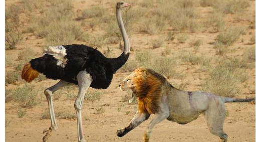Killing lions, fighting leopards, ferocious ostriches will not bury ...