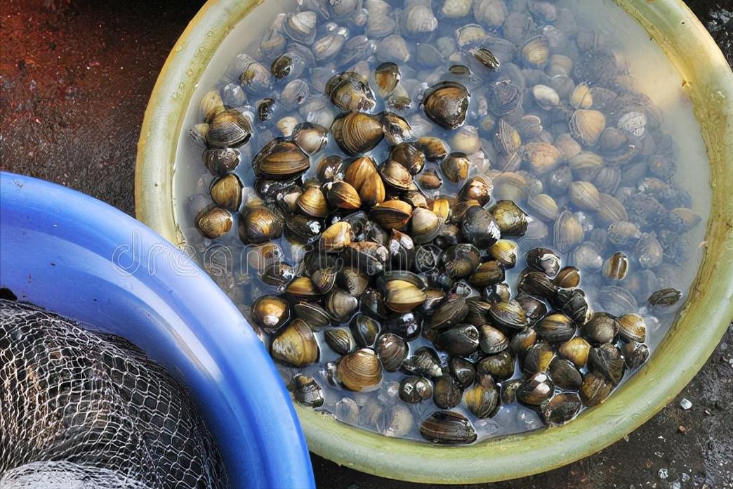 You can't just add salt to clean the snails, add 2 more, the snails ...