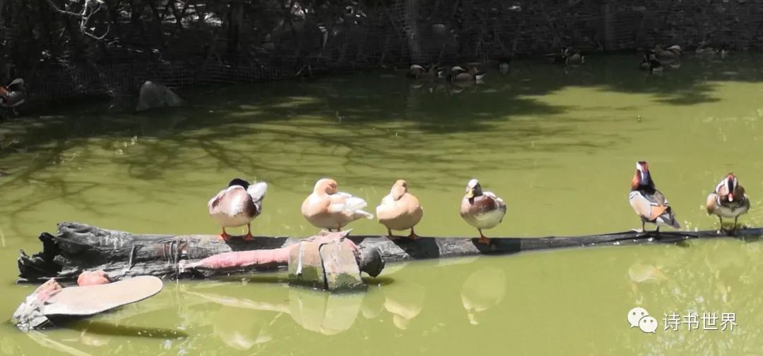 Remember the animals in the wetland of Hangzhou Bay ( - iNEWS