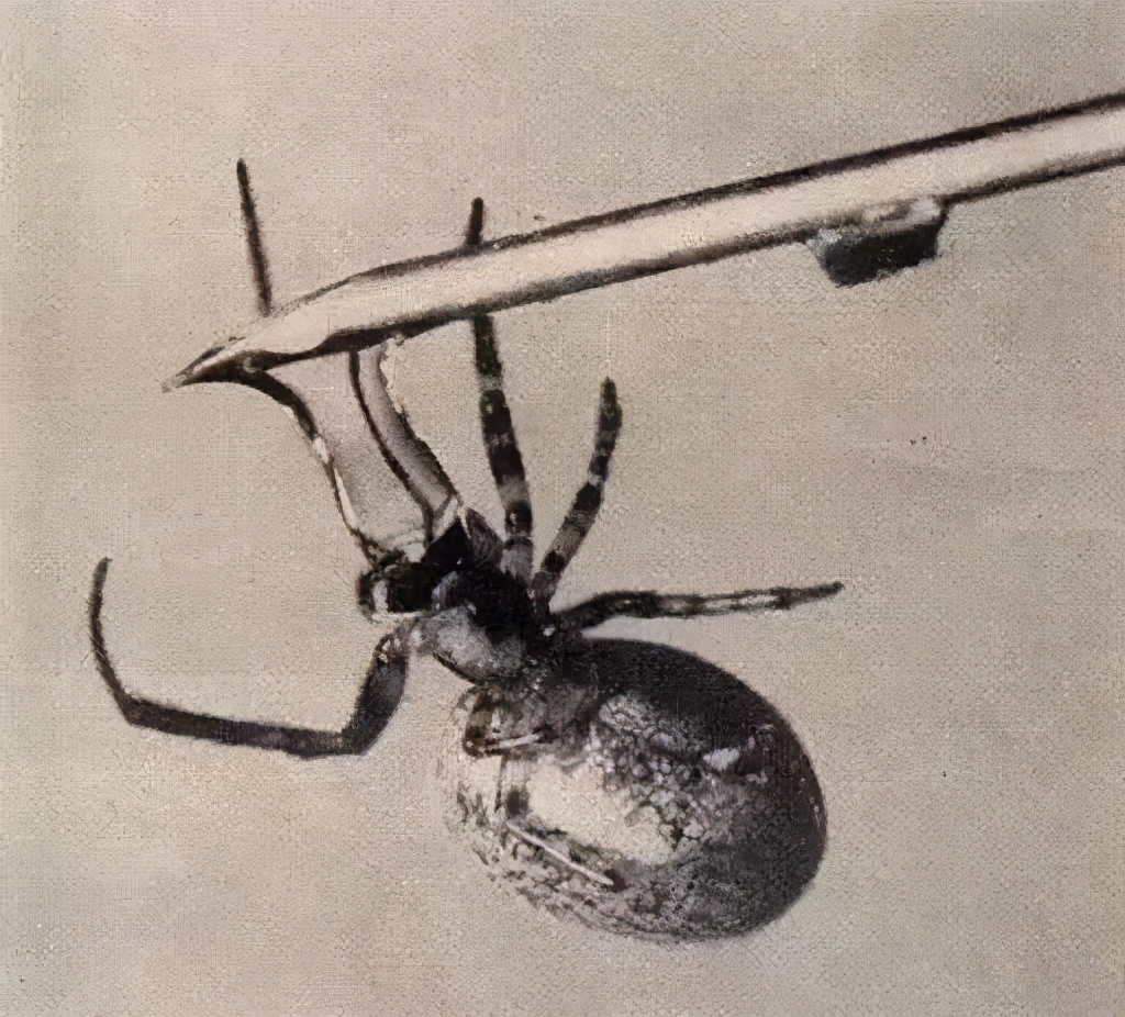 NASA's alternative spider web weaving experiment allows spiders to ...