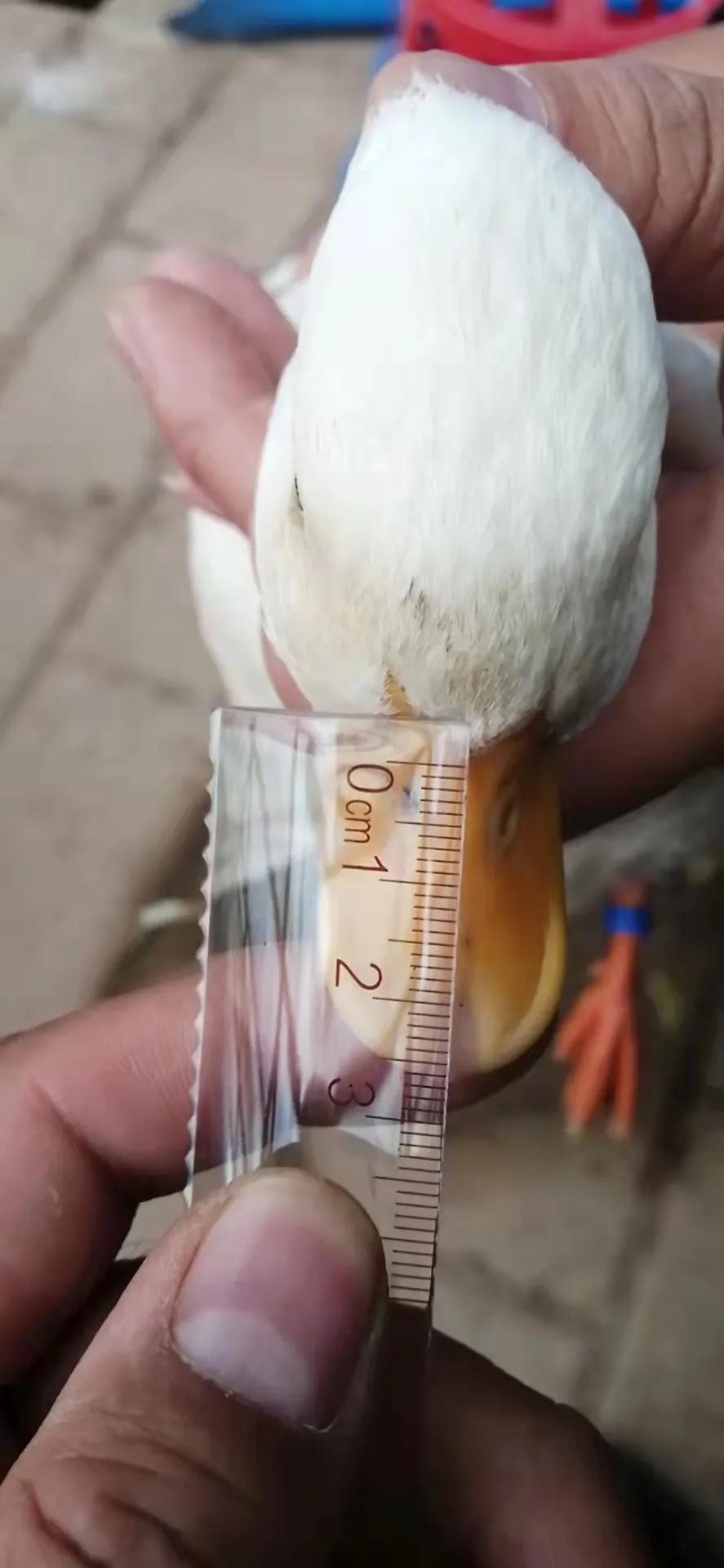 Cole Duck, little called Duck - iNEWS