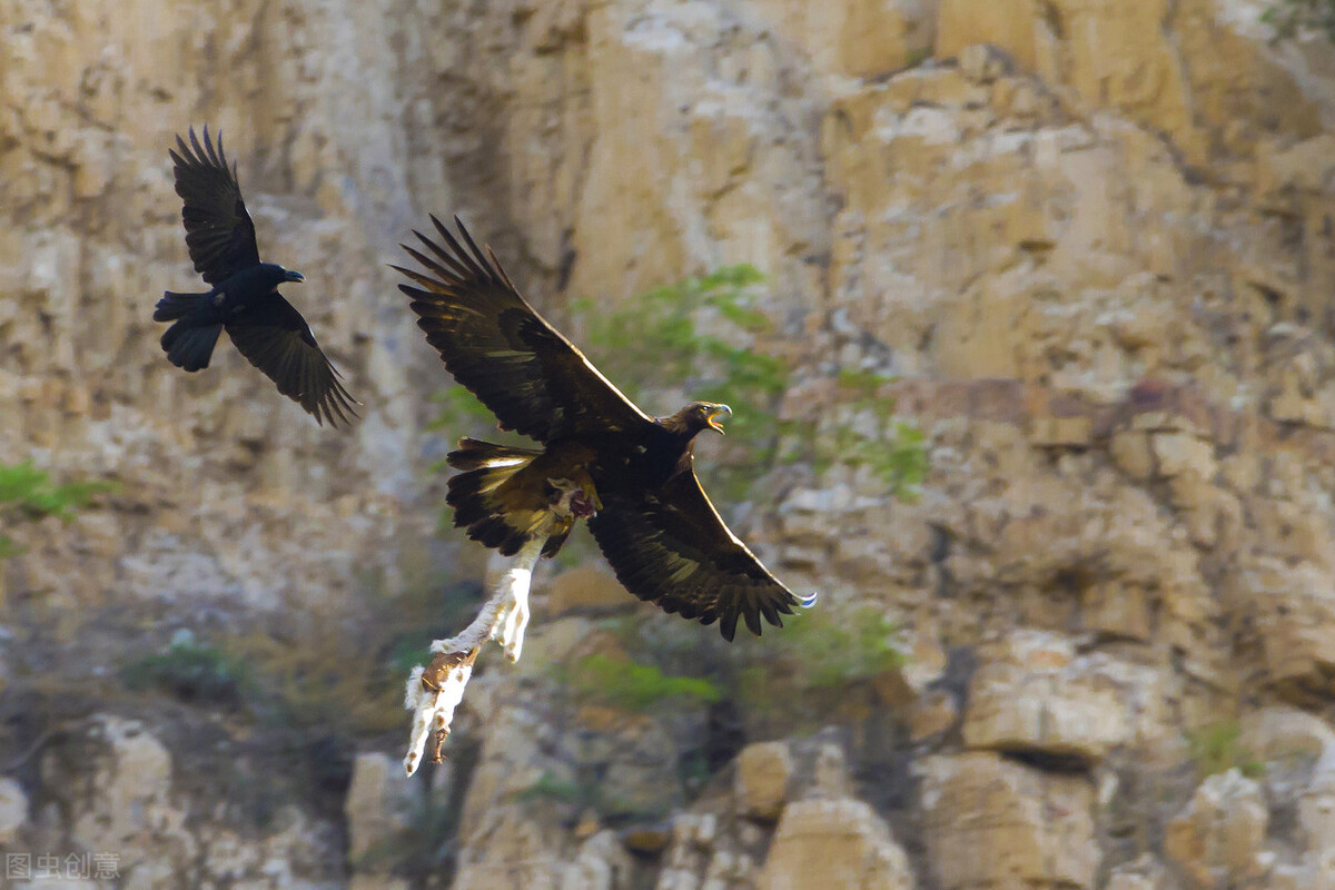 Two golden eagles hunted and killed wild wolves, but the wild wolves ...