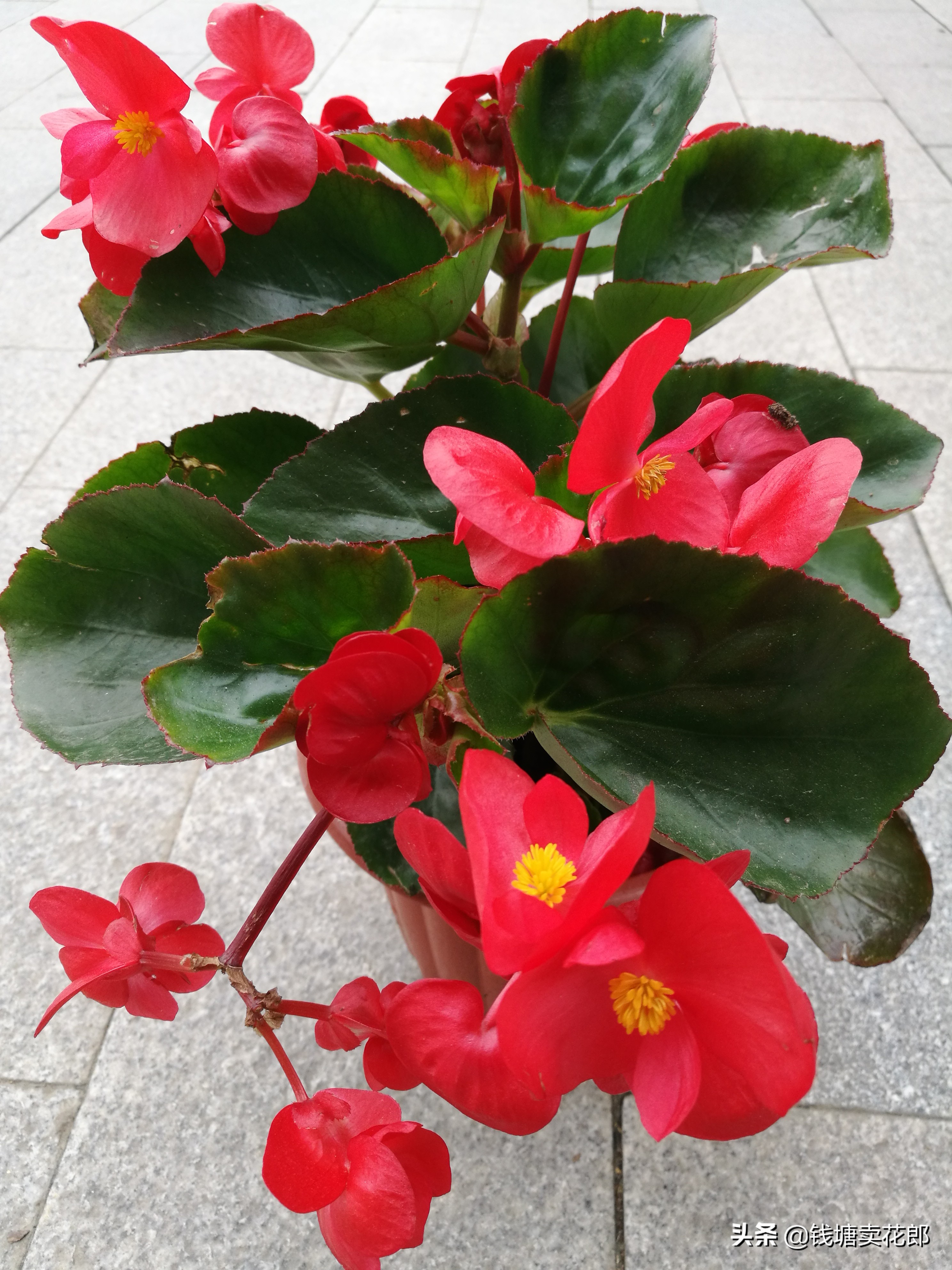 How many times does the Four Seasons Begonia bloom in a year?Avoid the ...