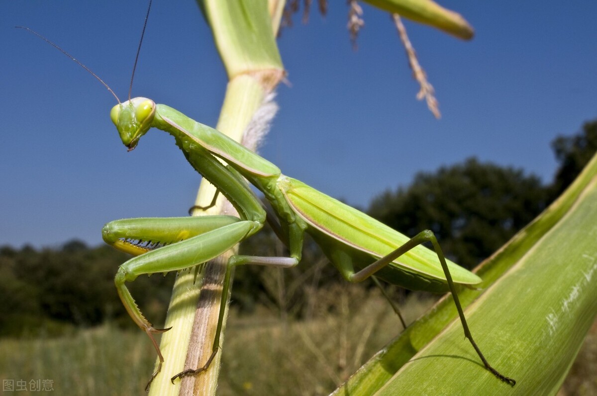 If a praying mantis is as big as a tiger, how effective is it?Have you ...