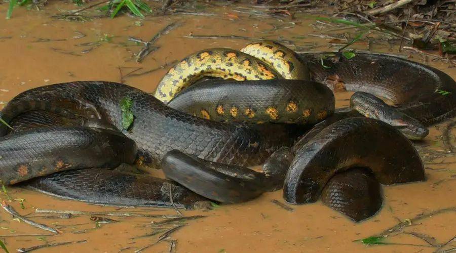 Mori Anaconda: "Entangling" mating!It looks like bullies are fighting ...