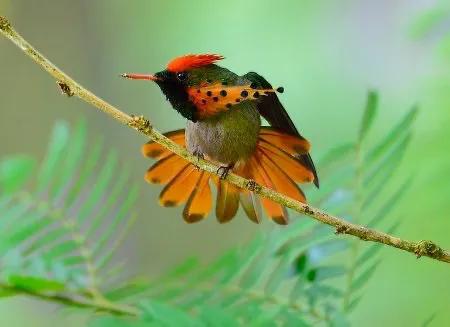 The hummingbird among the hummingbirds, the elves among the elves - iNEWS