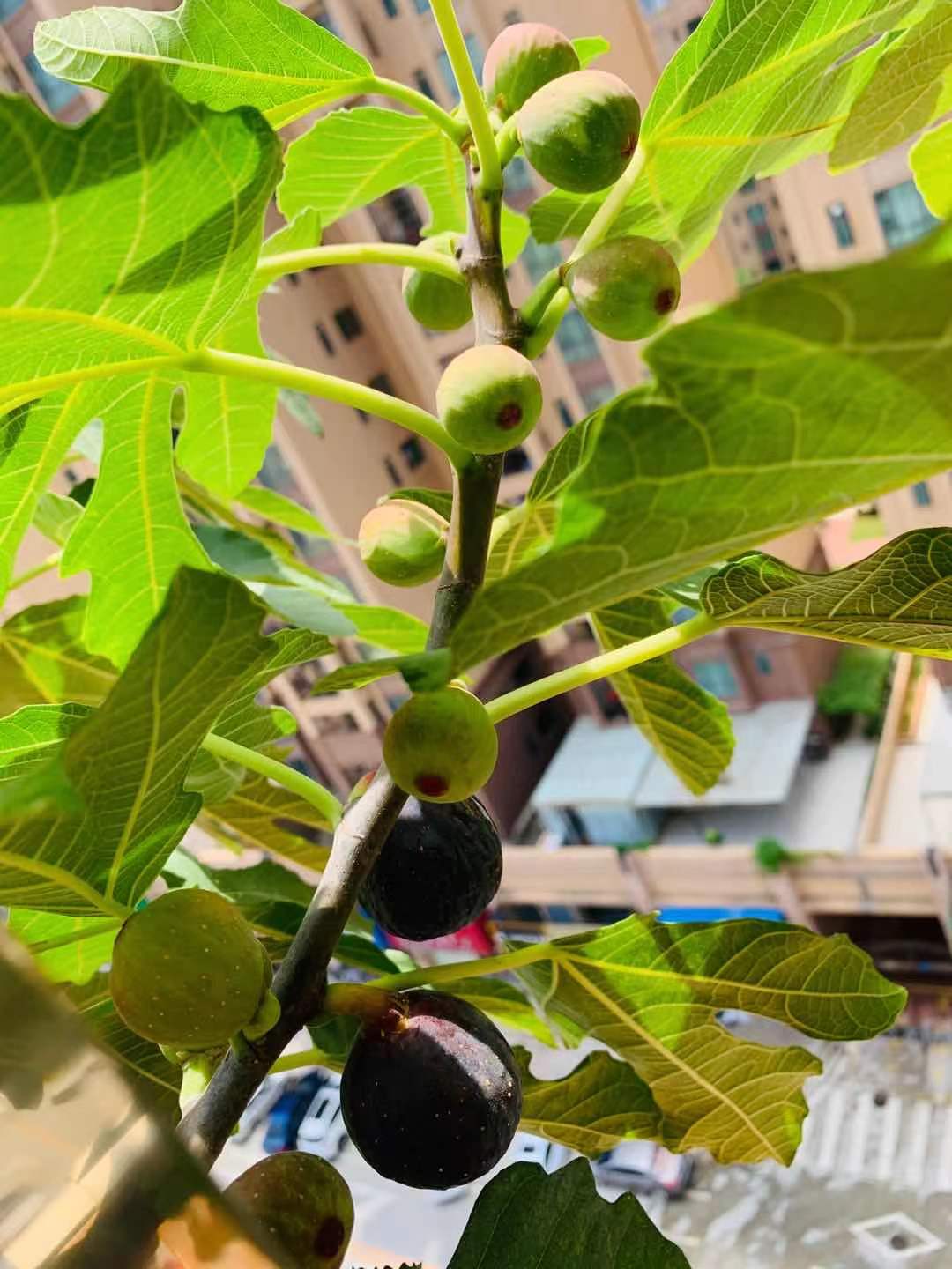 How to grow potted figs?The flower pots, soil, and fertilizer are ready ...
