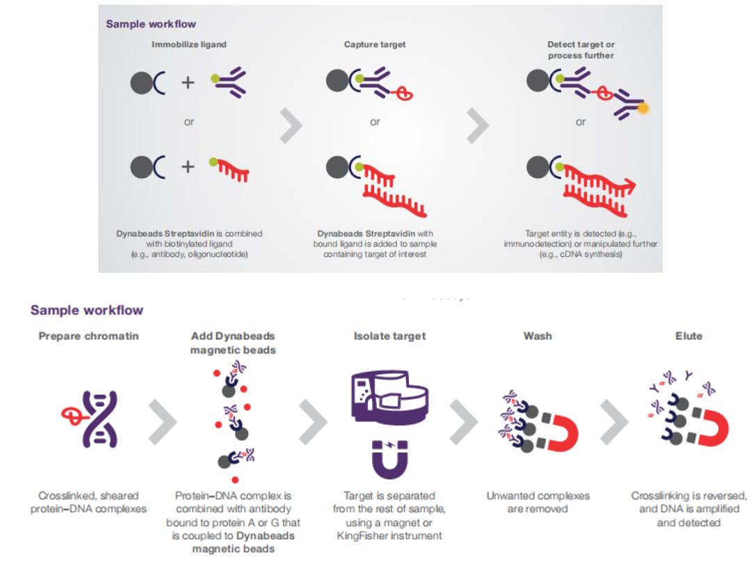 Brief introduction of in vitro application of biomagnetic beads - iNEWS