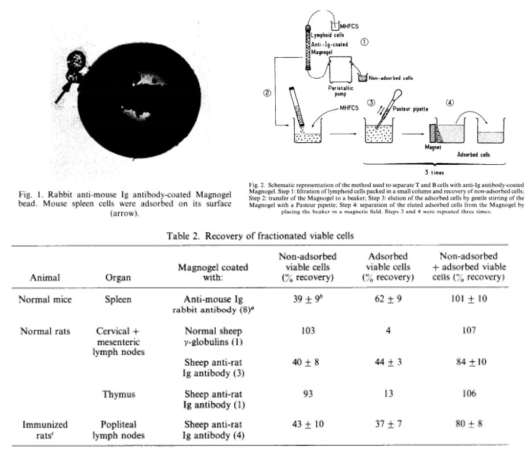 Brief introduction of in vitro application of biomagnetic beads - iNEWS