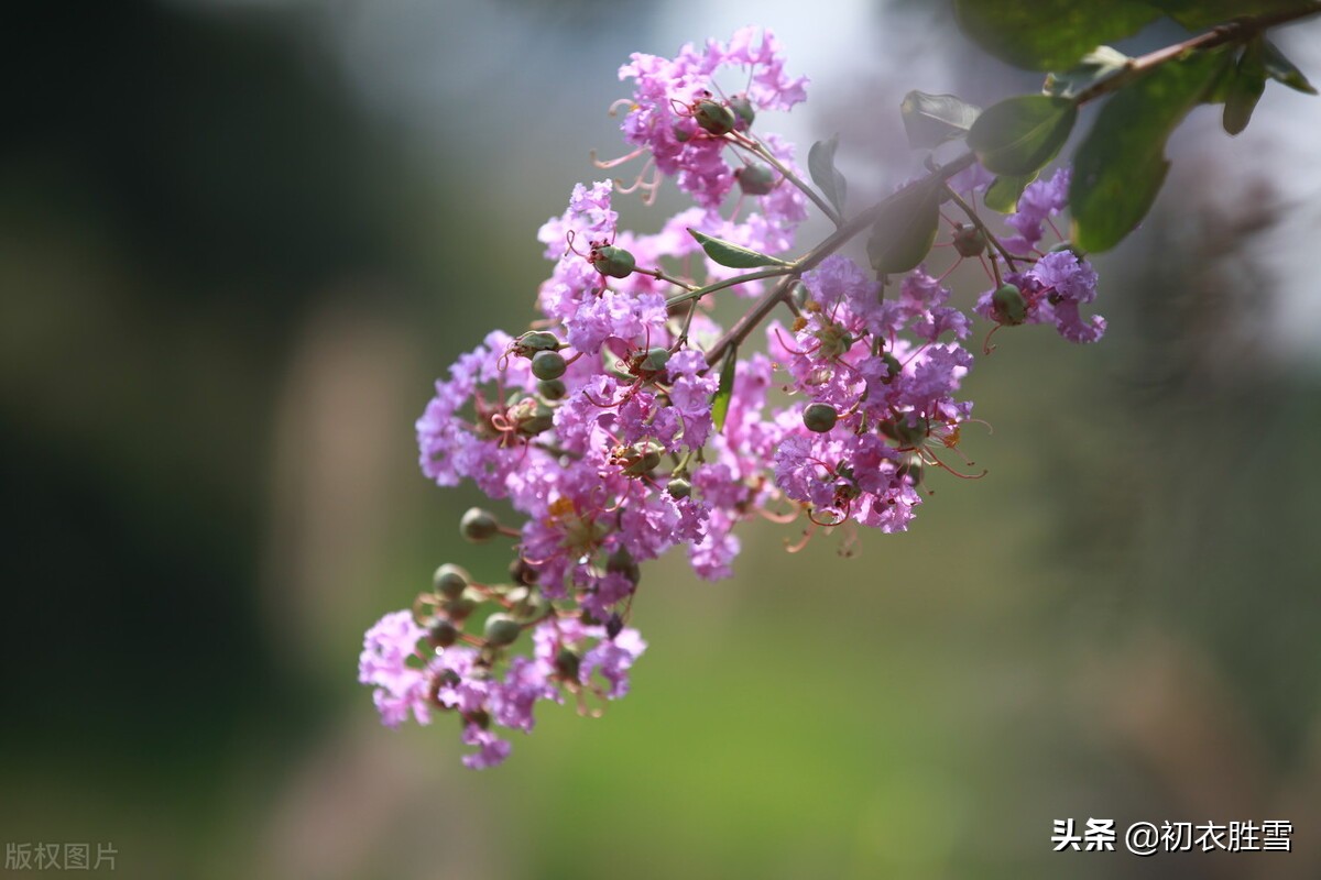 Bai Juyi wrote several crape myrtle flowers, calling himself crape ...