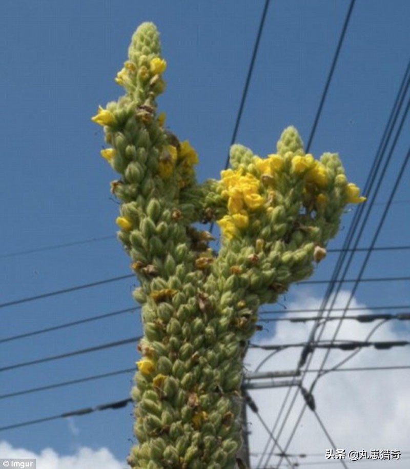 The weird beauty is shocking!Ten years after the Fukushima nuclear ...