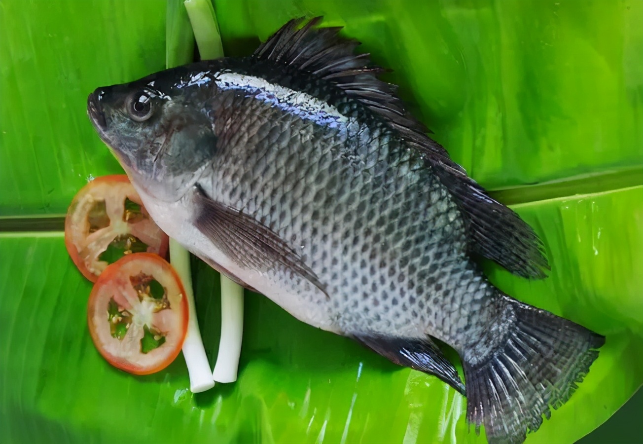 值得关注的罗非鱼及其养殖产业现状_热带鱼类_西南渔业网 水花鱼 水产养殖专业网 渔业行业门户网 西南水产网 第一线养鱼网 丰祥渔业网 永川水花 ...