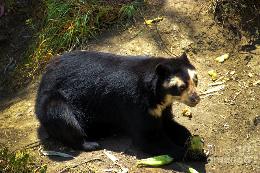 New species take over Chernobyl? The female bear is sick with bare skin ...