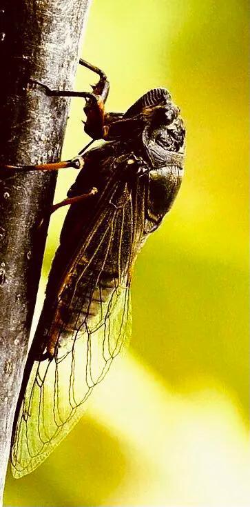 Chi Ming Xueshu Notes-Calligraphy and painting use the Ganzhi ...