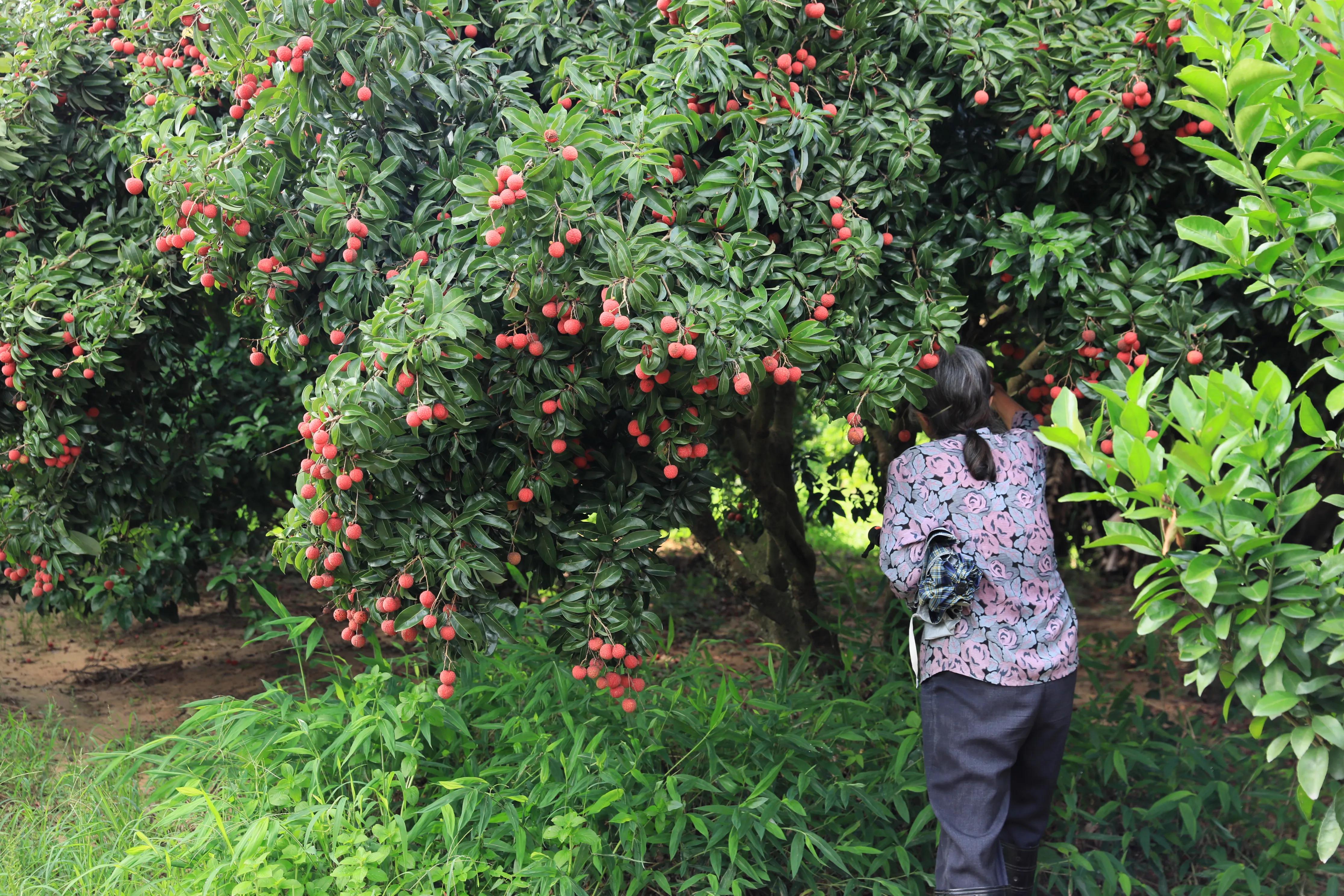 Lychee tree in my hometown - iNEWS