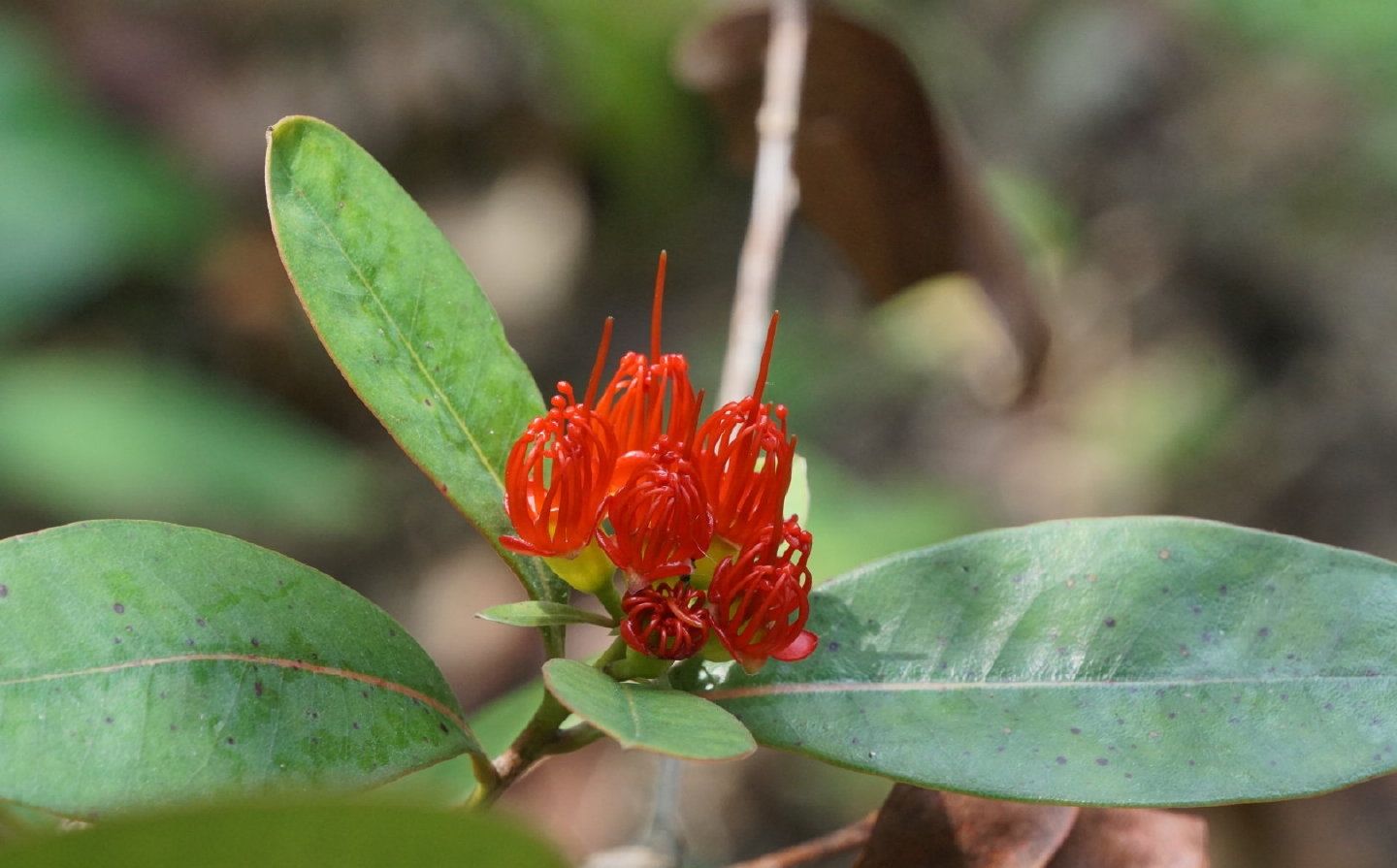 Young roseapple Xanthostemon youngii, Myrtle family Myrtle - iNEWS
