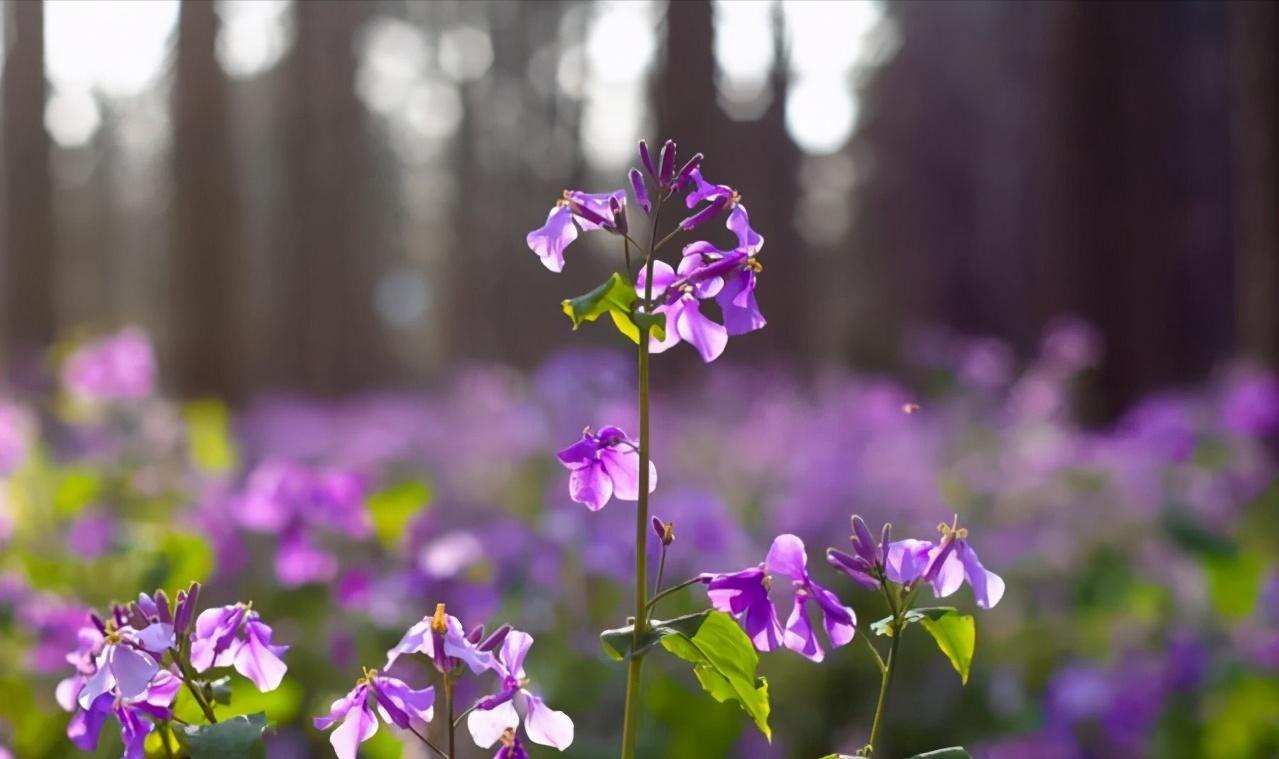 The "glen flower" that surpasses hundreds of flowers, creeps and grows ...