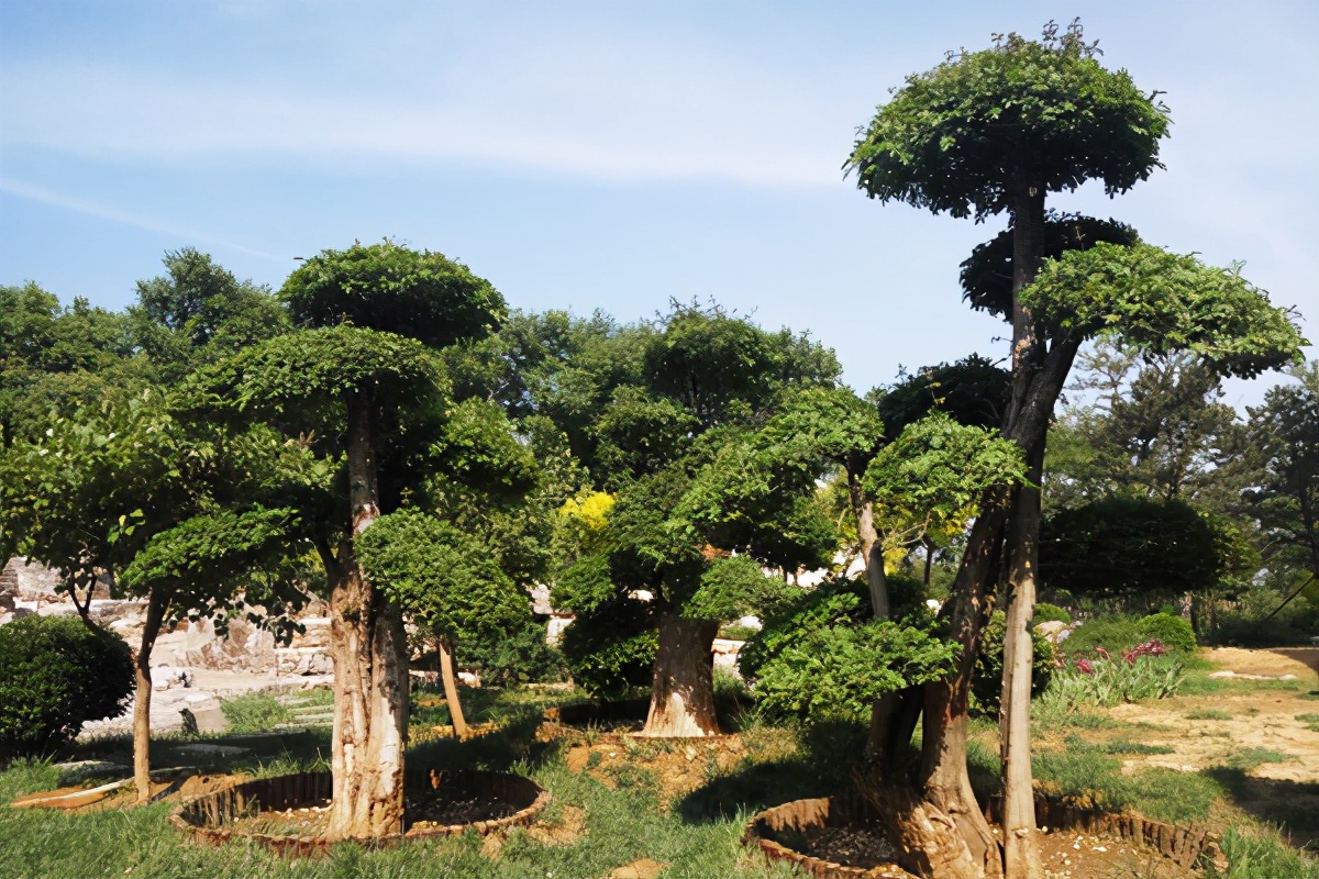 Why is the trunk round? - iNEWS