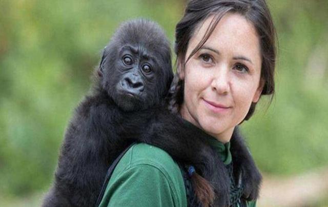 In the "cross-breeding" experiment with chimpanzees, five human women ...