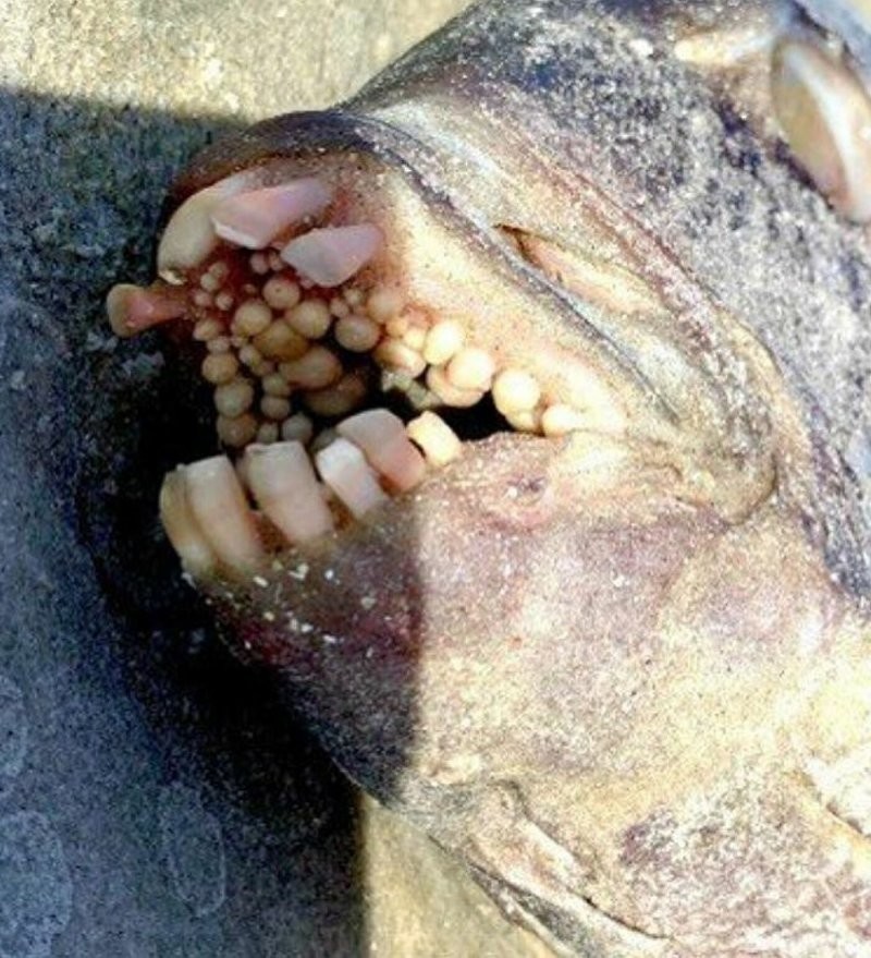 31 unforgettable photos of creatures, fear of nature after watching - iNEWS