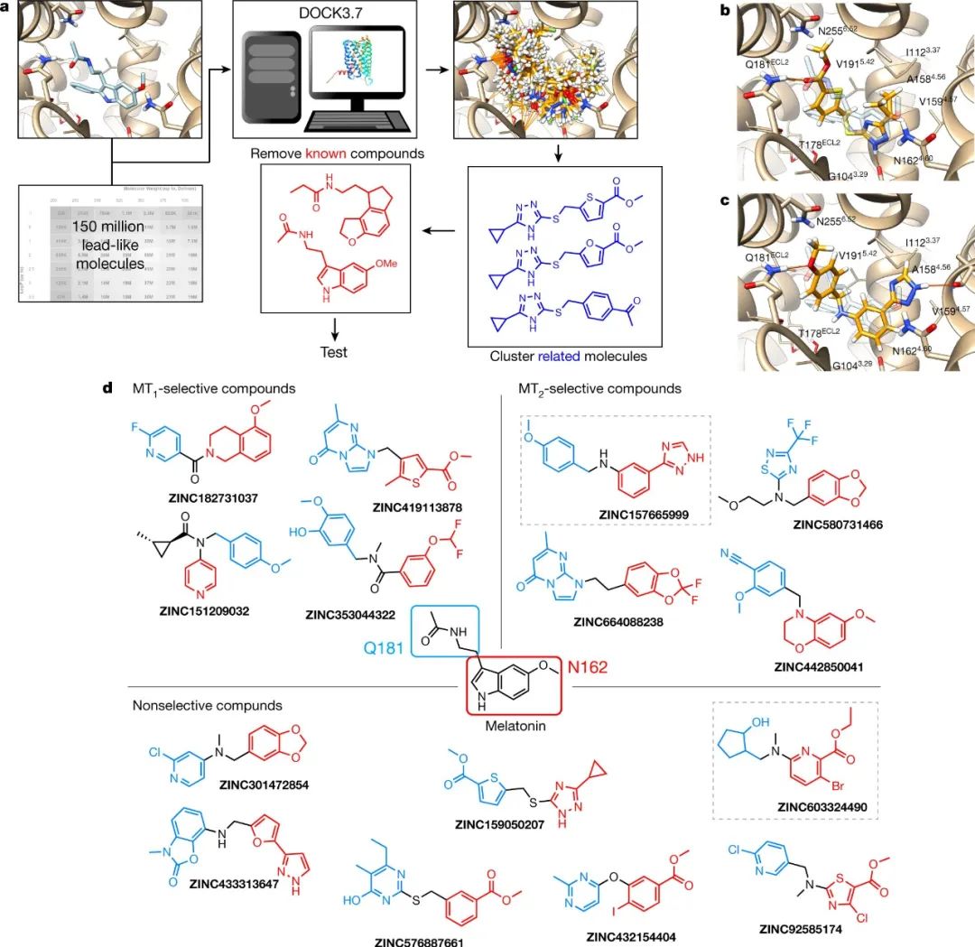 "Drug Discovery" discovers melatonin receptor ligands using the super ...