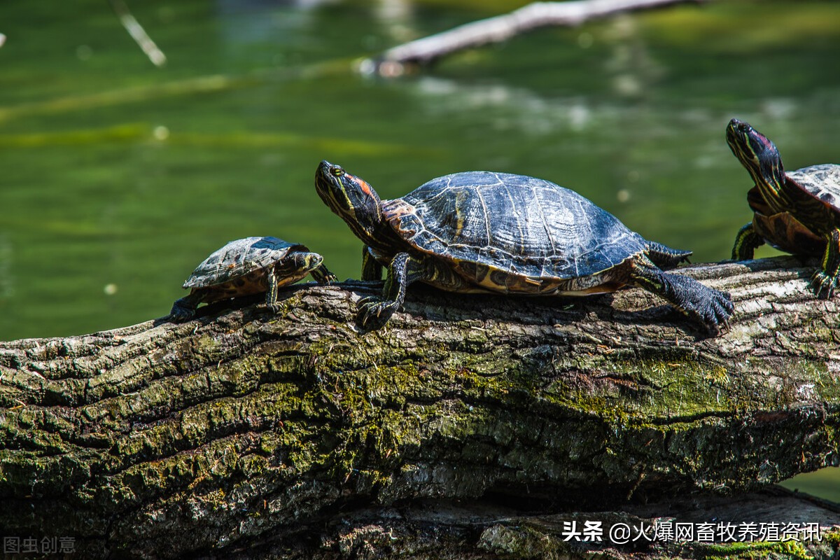 Does raising Brazilian tortoises make money?What are the profits and ...