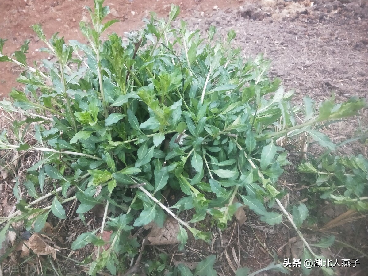 66 big pictures of wild vegetables, show you different wild vegetables ...