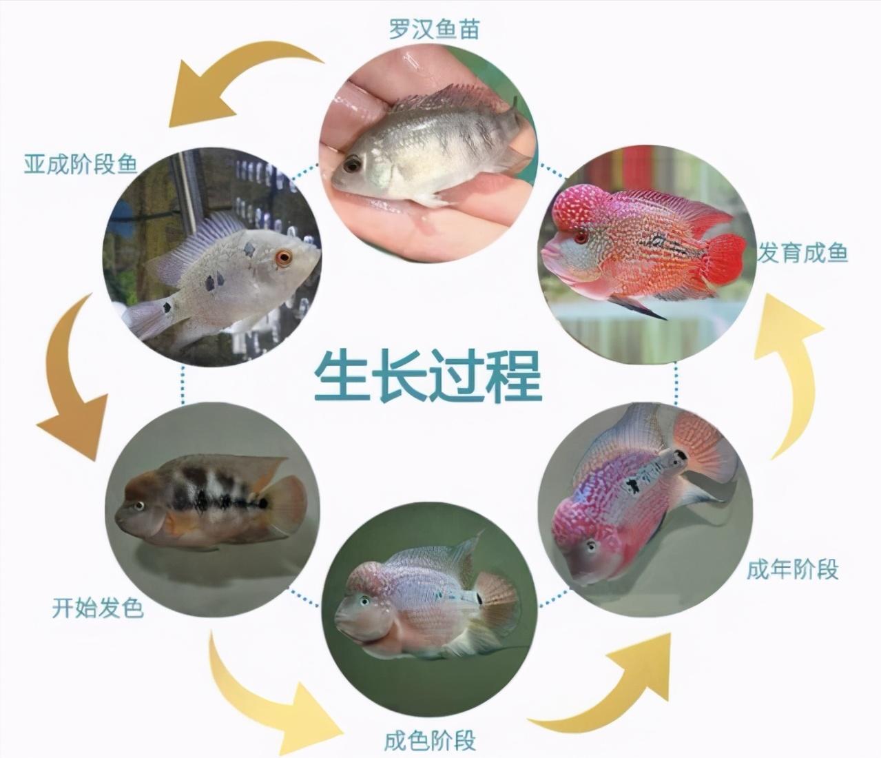 How to raise Luohan fish?Divided into 3 stages to raise, not only good ...