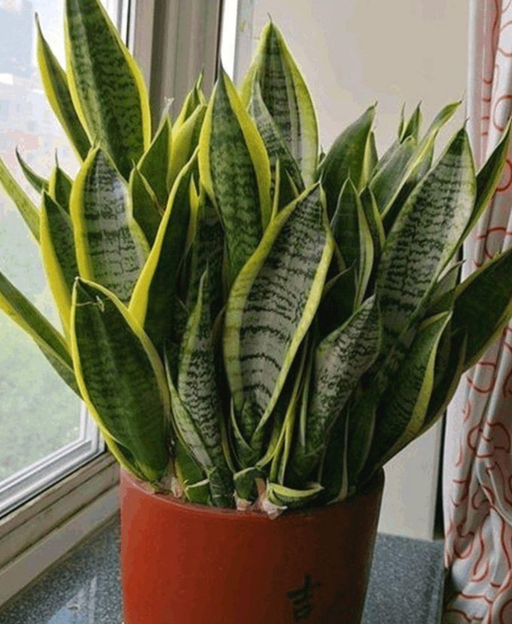 Tiger Pilan loves to drink "three kinds of water", and it is often used ...