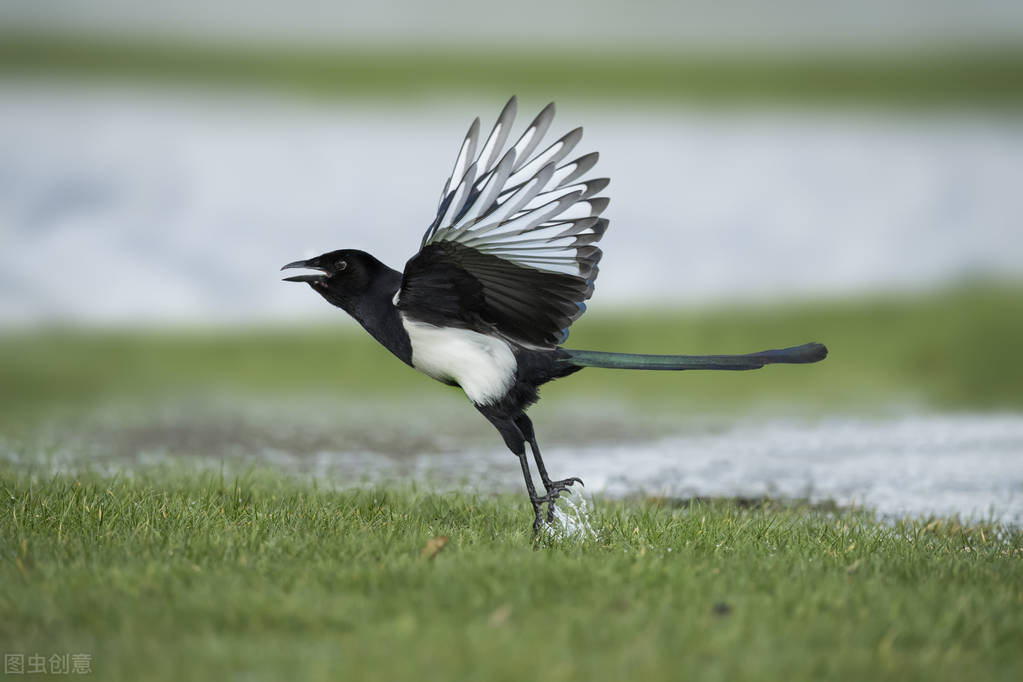 The wise broken-winged magpie is self-reliant, uses wisdom to capture ...