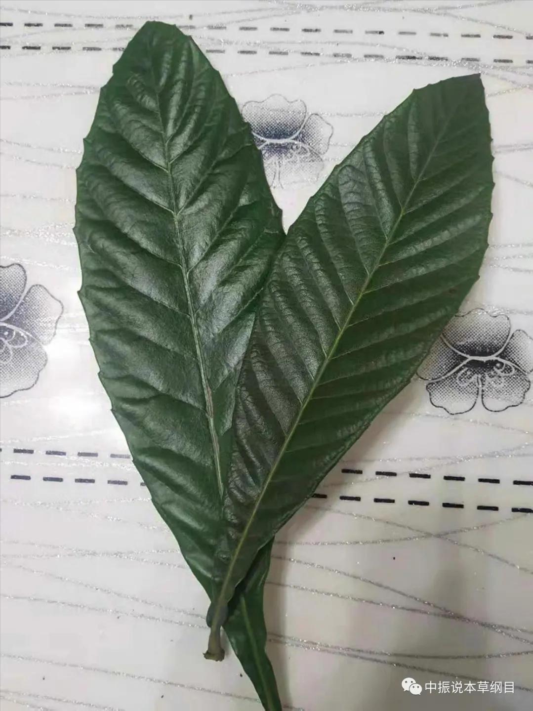 Loquat: a tree with golden fruit to moisturize the lungs - iNEWS