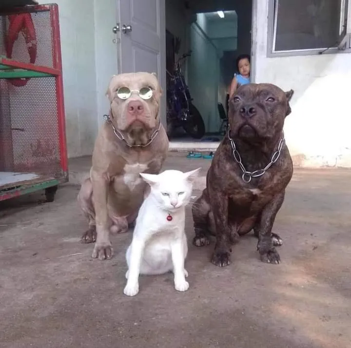 The cat has been brought up by a pitbull since he was a child, and his ...