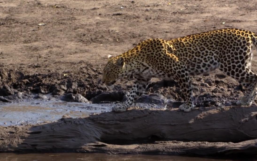 A cheetah claws a large catfish, drags it to the shore and kills a bite ...