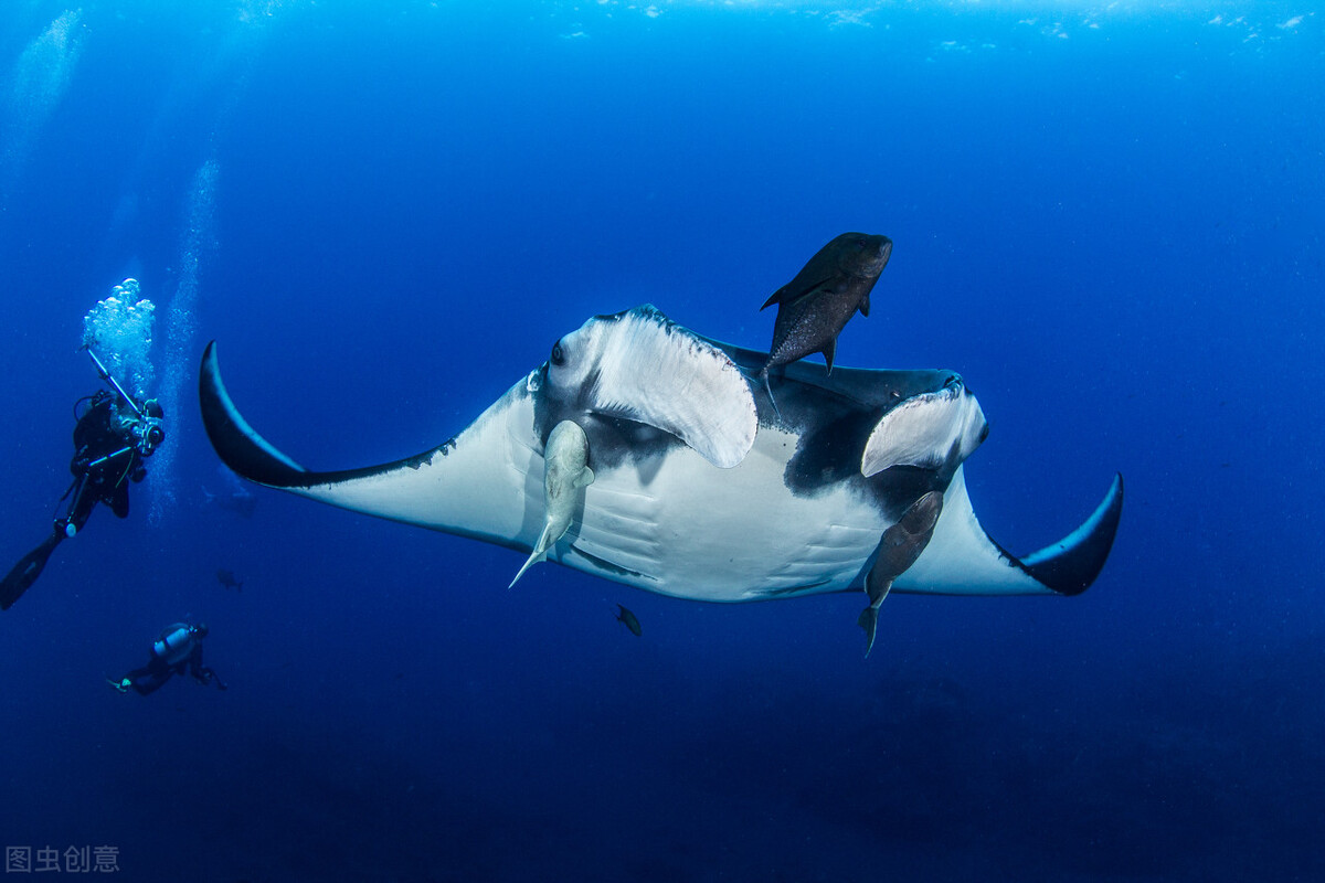 The five longest fish in the world, you may not find a fish longer than ...