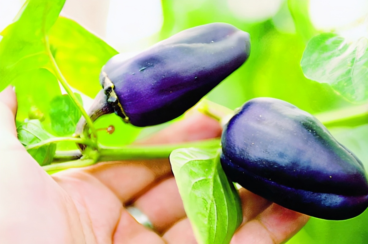 30 years!How powerful is China's space breeding?U.S. Space Breeding ...