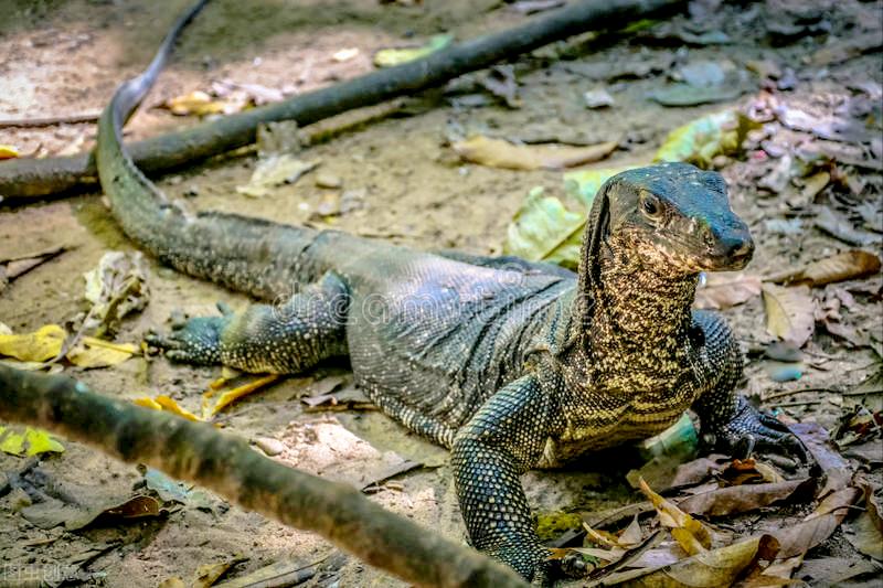 Eat snake meat, eat toad meat, even monitor lizards will be eaten and ...