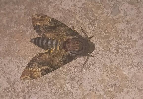 Bee predators prevention technology, what to do if honey moths invade ...