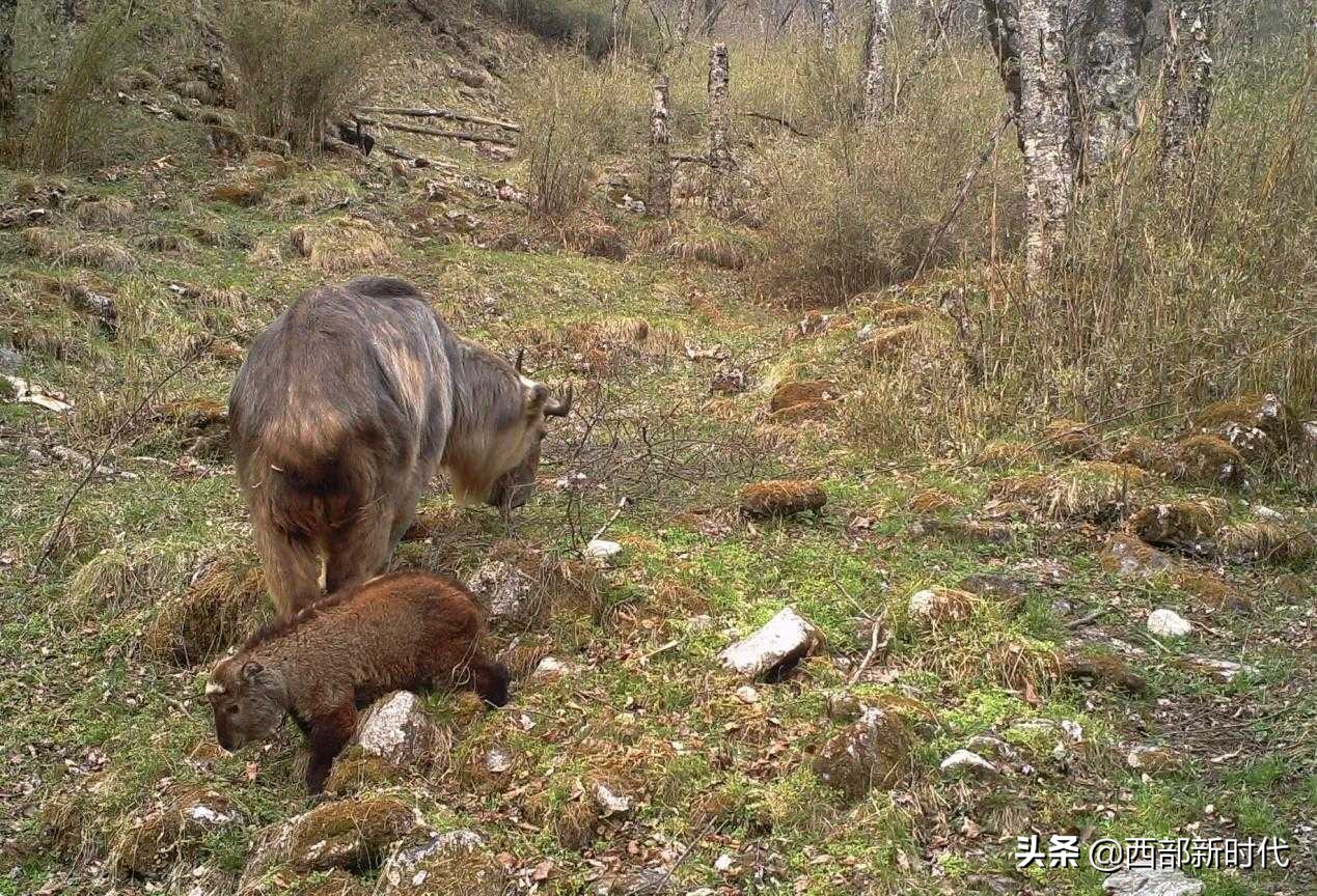 "Qinling Takin" Takin Takin Story You Don't Know - iNEWS