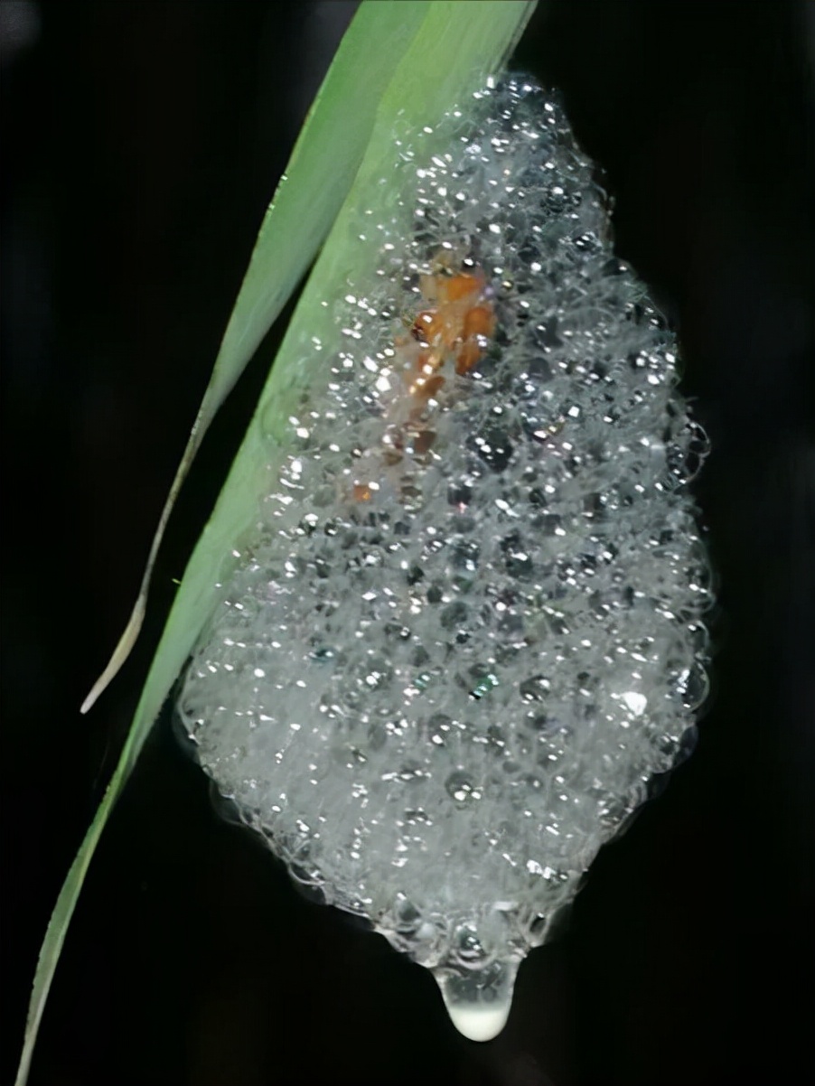 The "white momo" on the plant leaves, the old rural people say it is ...