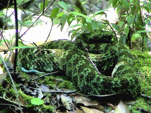 Mangshan Iron-headed Snake: The "Little Green Dragon" in the hearts of ...