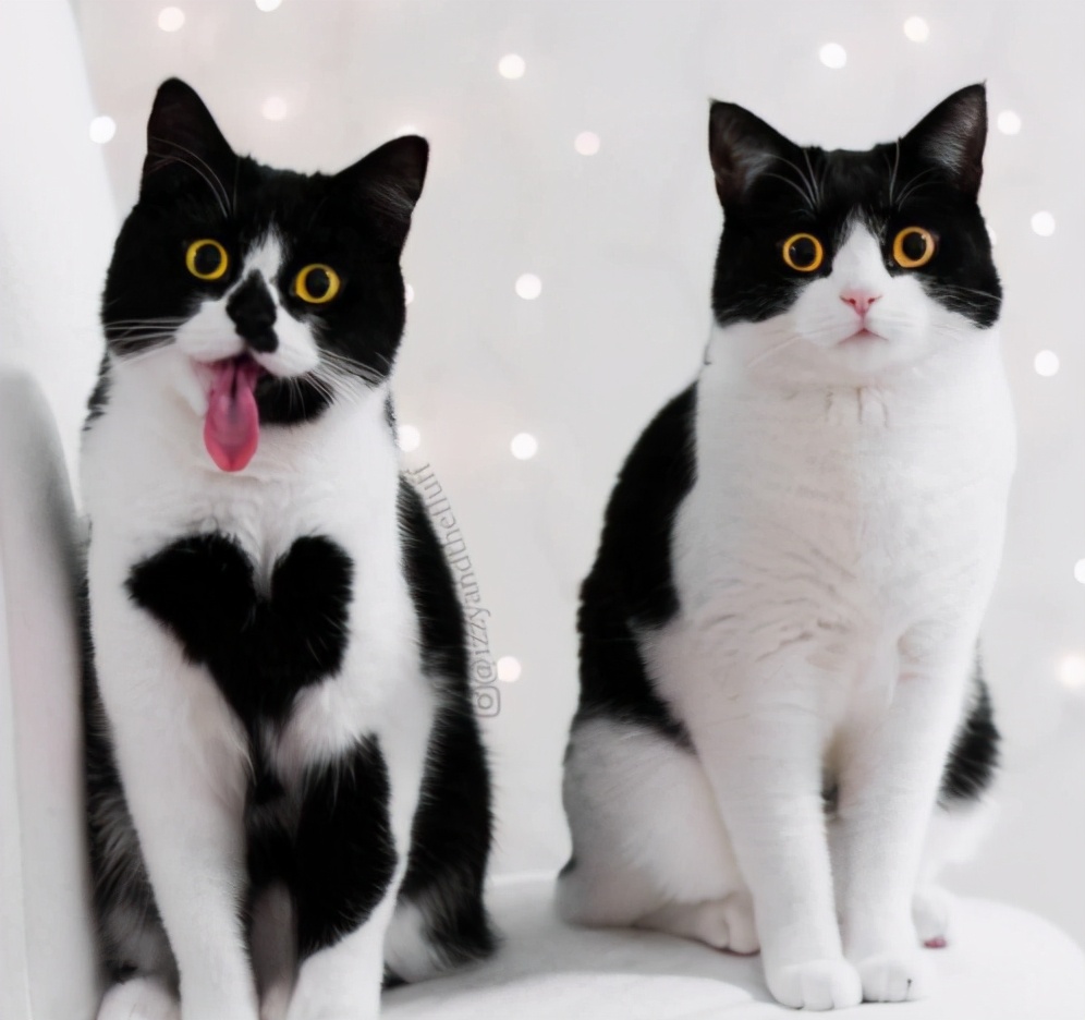 These five most famous "Chinese Pastoral Cats", which one do you know ...