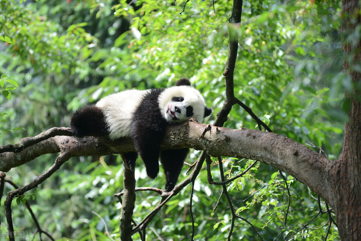 The giant panda is downgraded, can the status of "national treasure" be ...