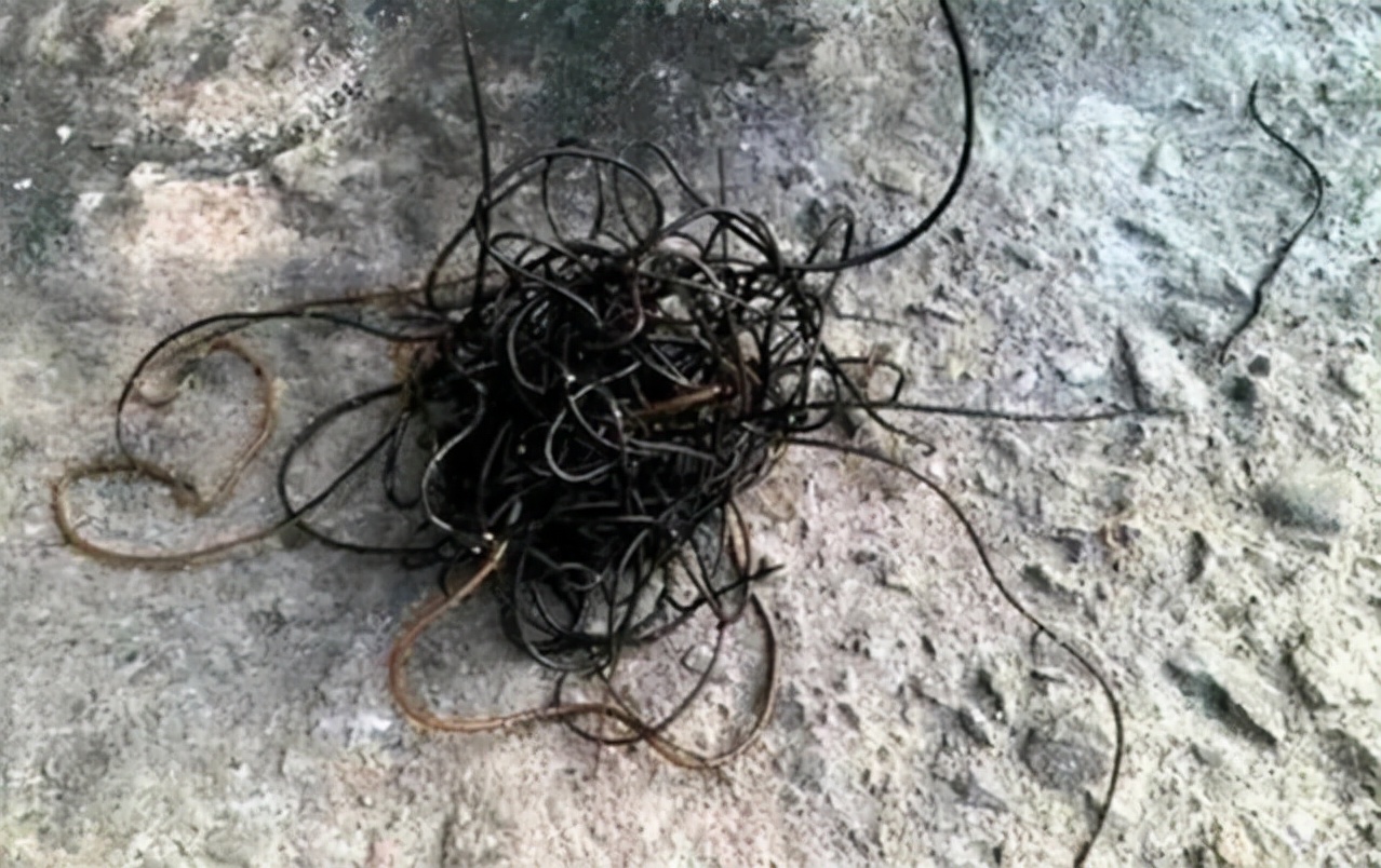 Is iron worm really that scary? - iNEWS