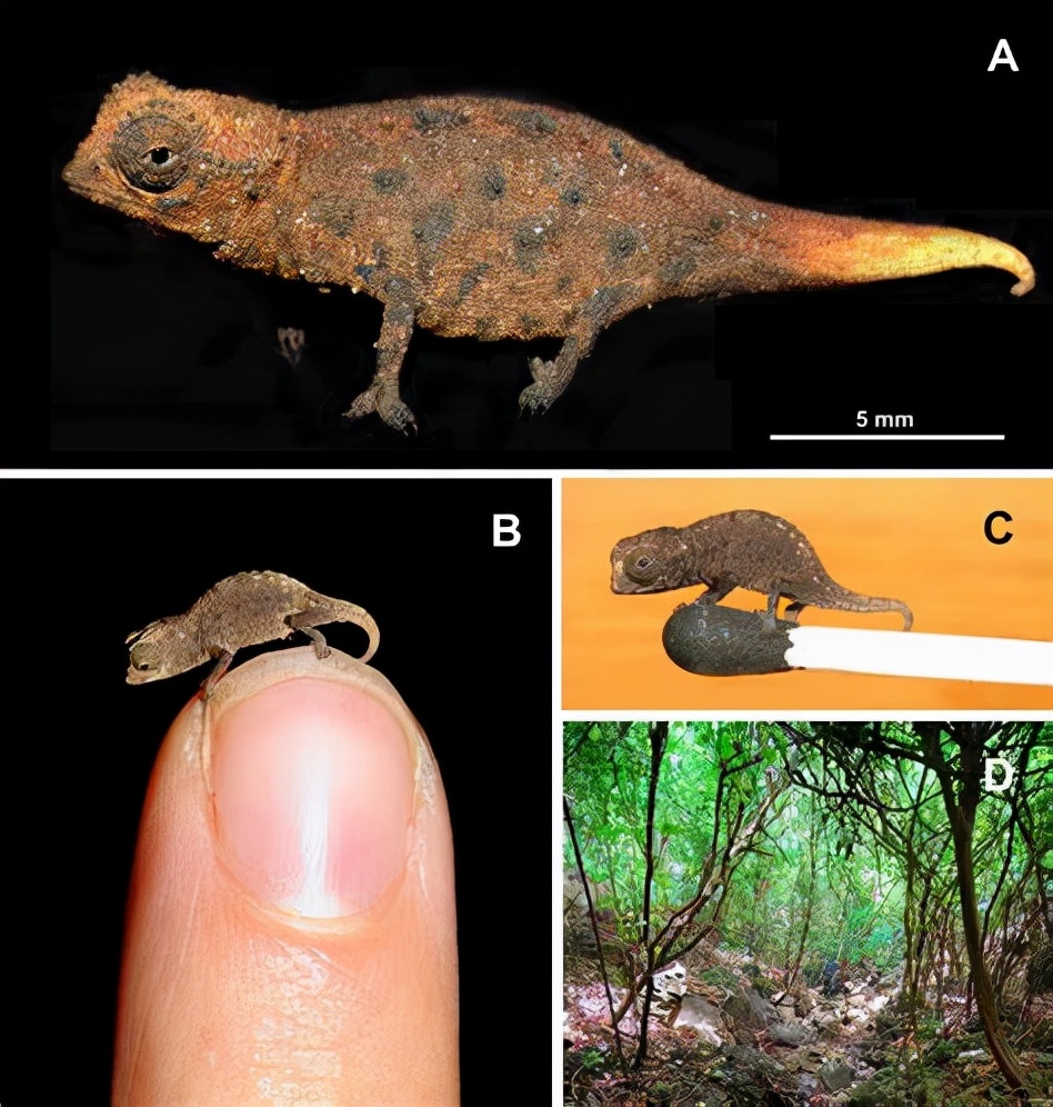 Scientists have discovered that miniature lizards can be placed on your ...