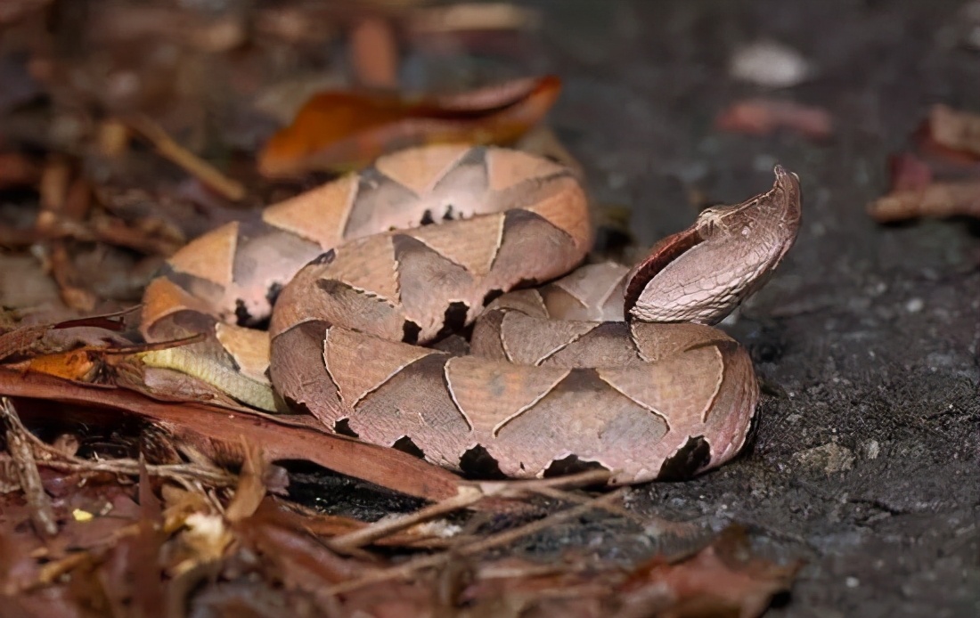 The most feared snake in Asia, the five-step snake, is it really ...