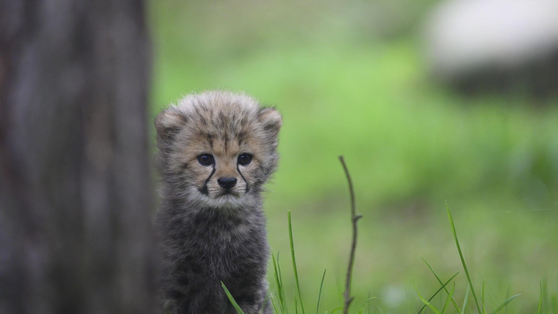 Cheetah: The fastest predator on the surface, but the surface scenery ...