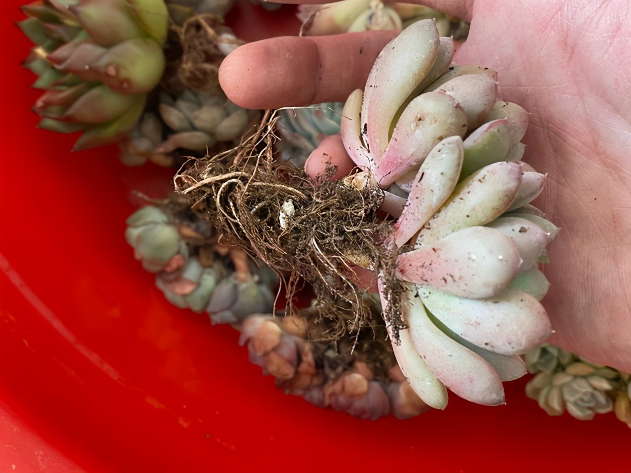 Four issues to pay attention to when repairing succulent roots in ...
