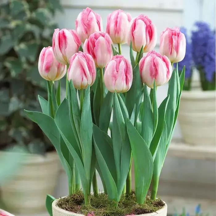 Tulip Garden Application - iNEWS